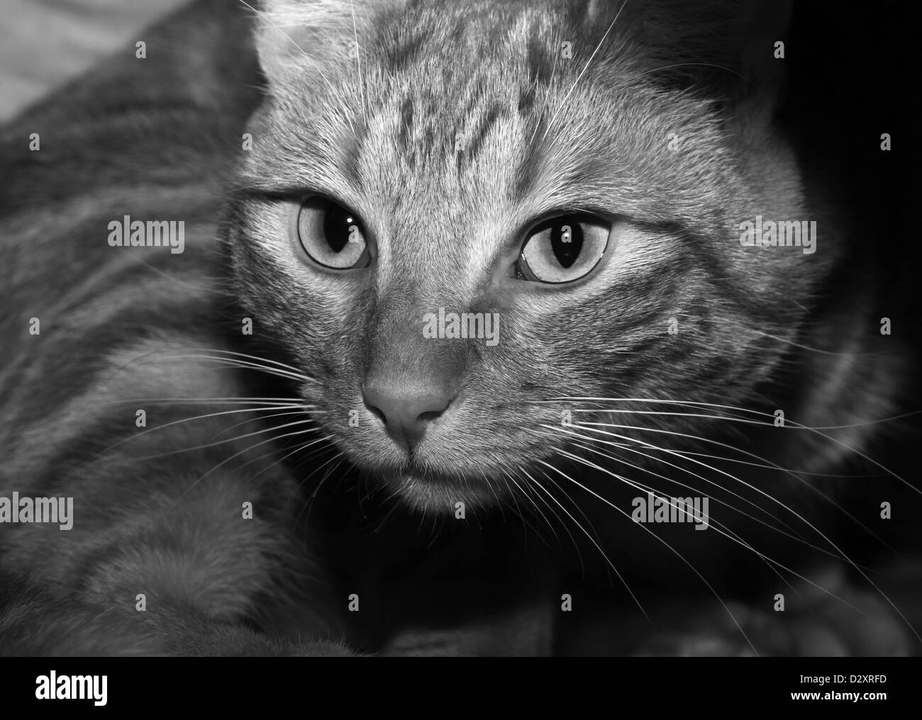 Ginger cat side profile hi-res stock photography and images - Alamy