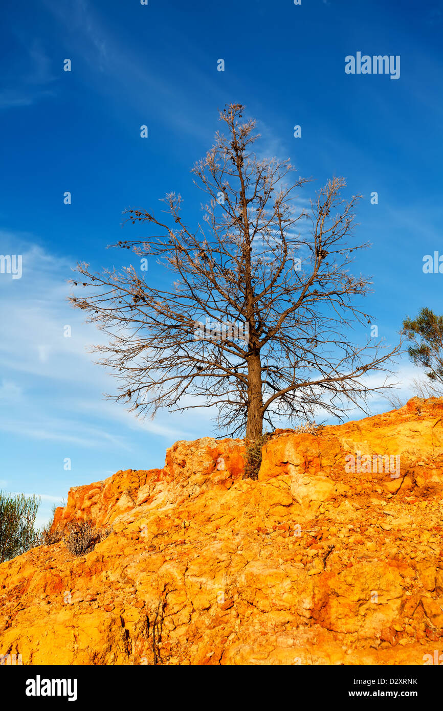 Murray River tree gum dead gums landscape landscapes Heading Cliff ...