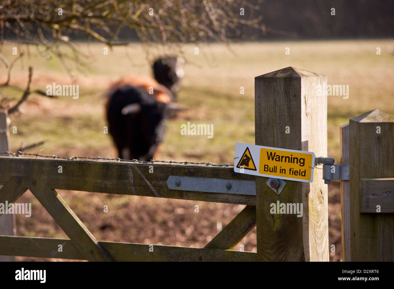 Warning bull in field sign Stock Photo - Alamy