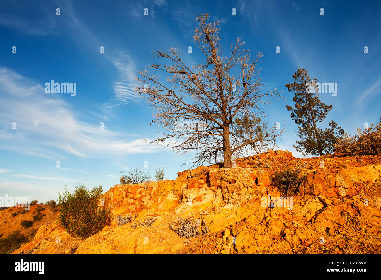 Murray River tree gum dead gums landscape landscapes Heading Cliff ...
