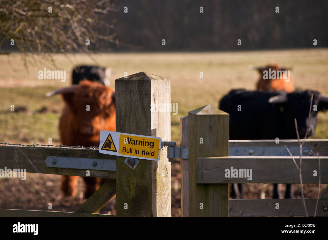 Warning bull in field sign Stock Photo - Alamy