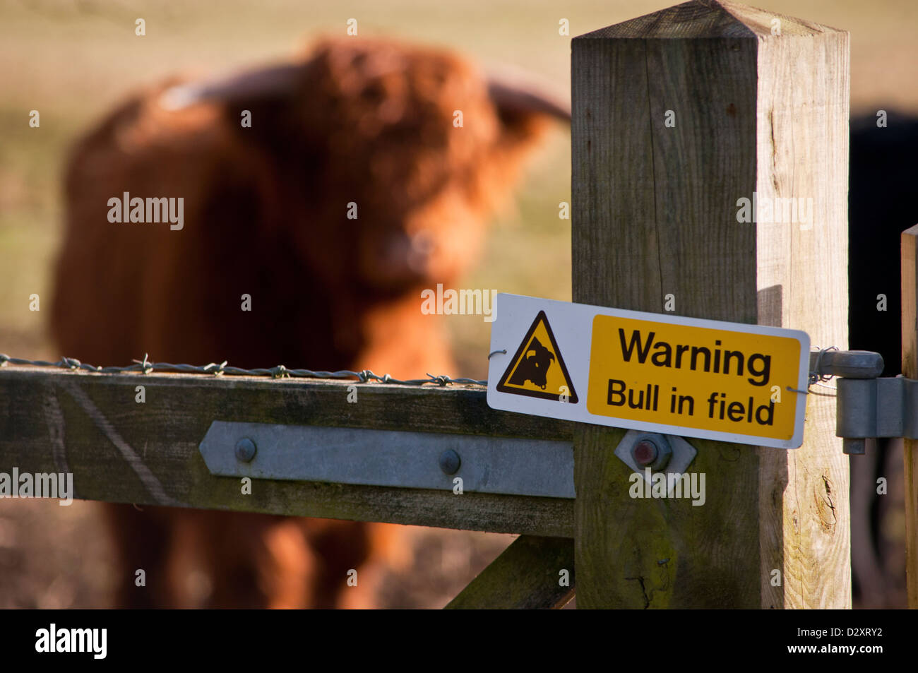 Warning bull in field sign Stock Photo - Alamy