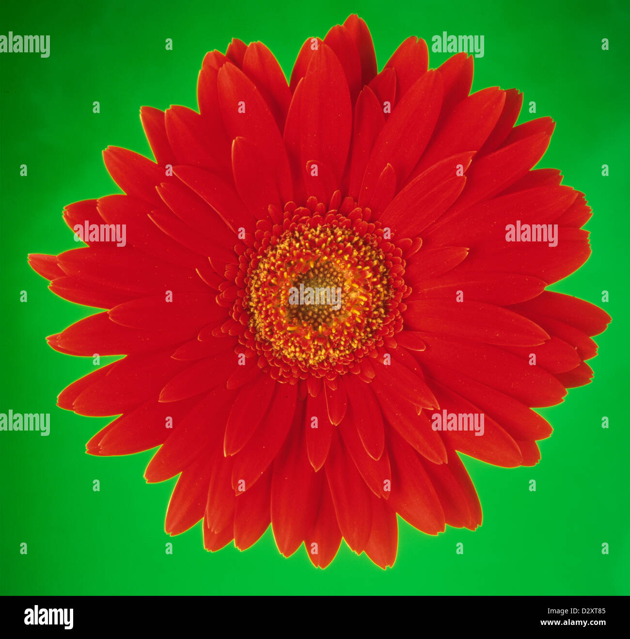 red gerbera daisy green background, studio photograph Stock Photo - Alamy