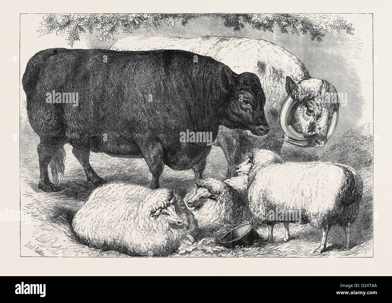 Prize sheep hi-res stock photography and images - Alamy