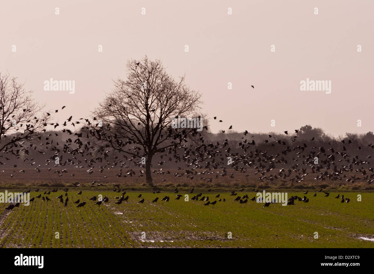 Large flock of rooks in an arable field eating crops Corvus frugilegus ...