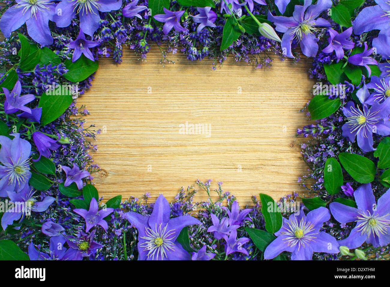 frame of blue clematis Stock Photo - Alamy