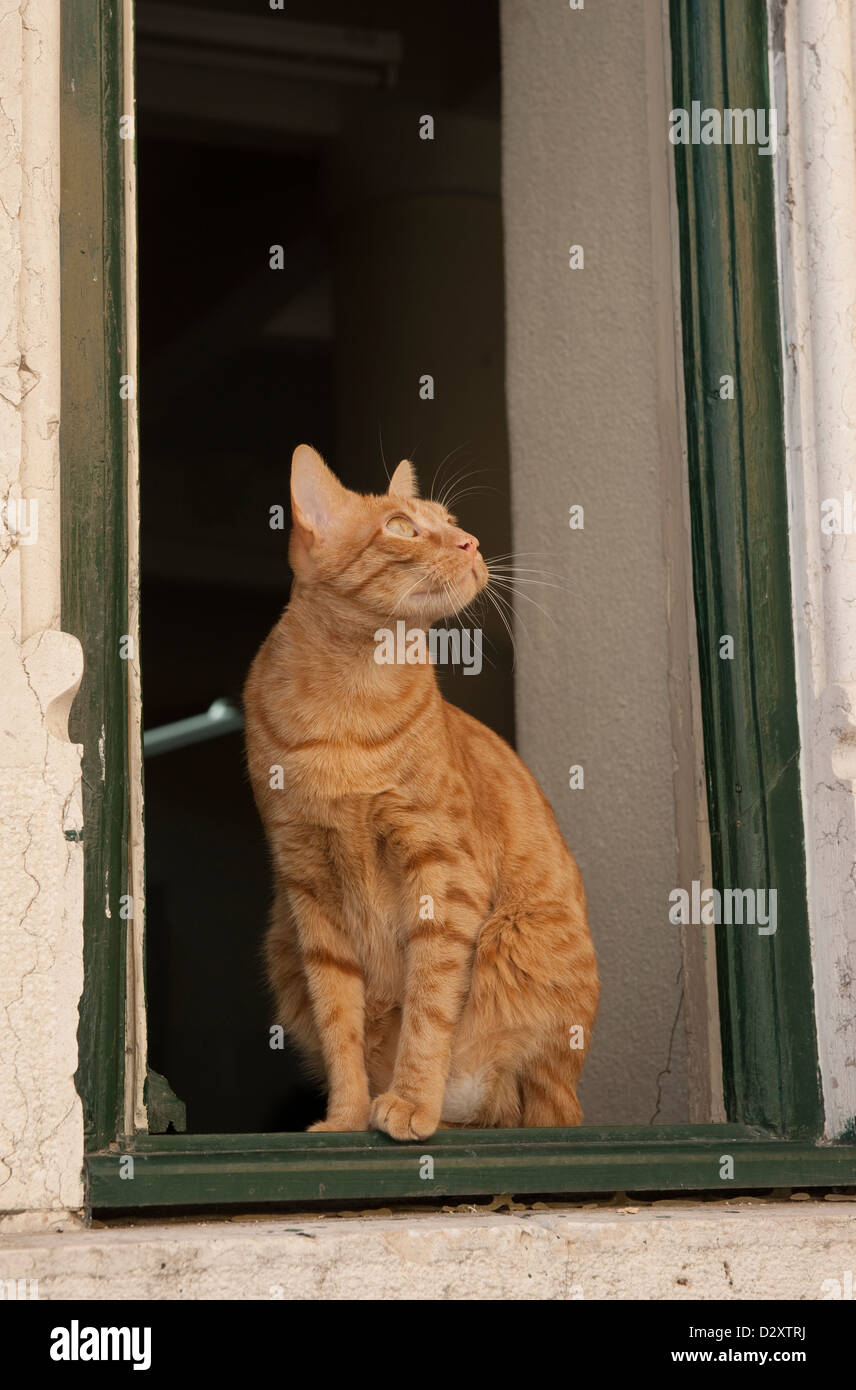 Ginger Tom Cat sat on window ledge Stock Photo - Alamy
