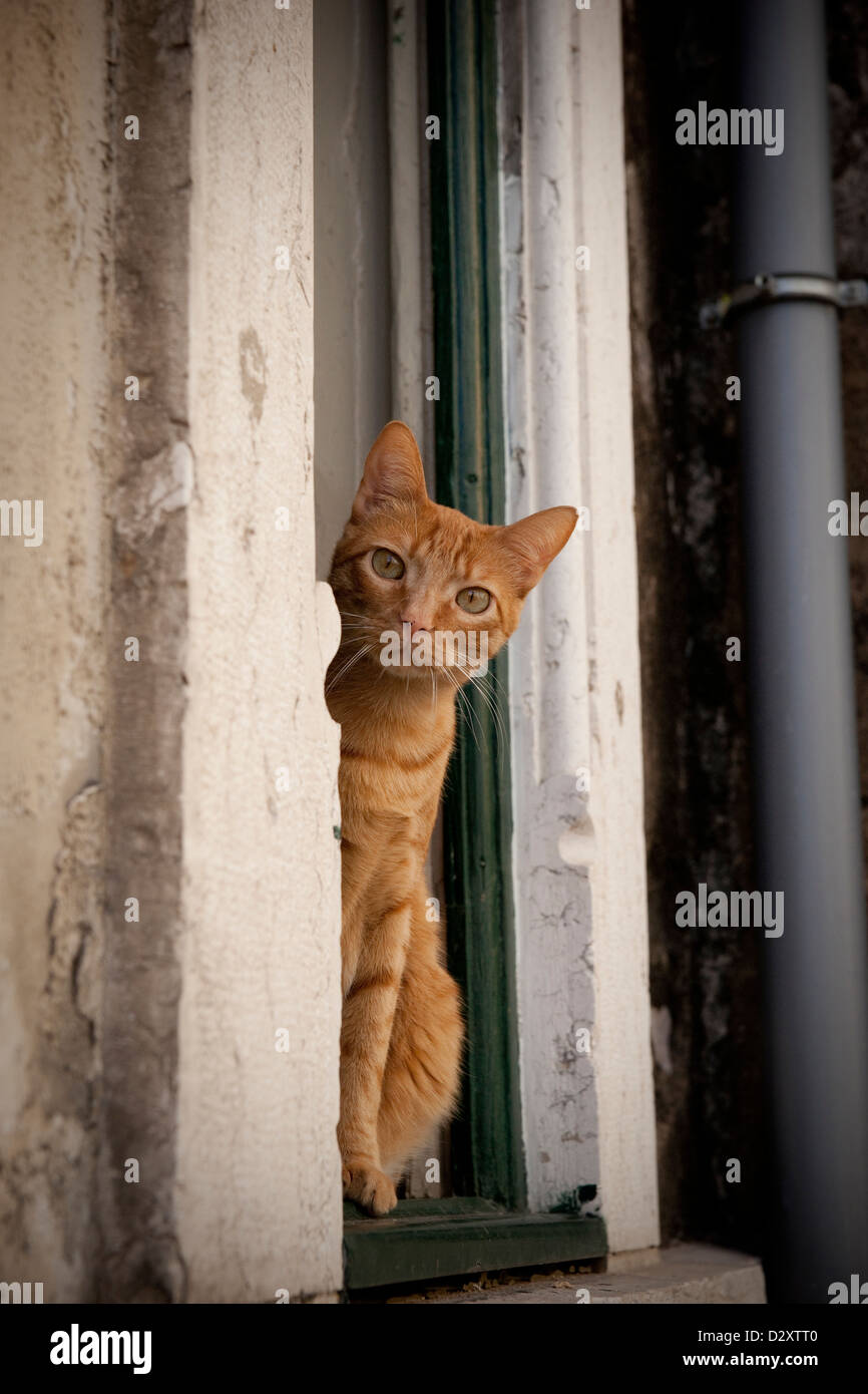 Ginger Tom Cat sat on window ledge Stock Photo - Alamy