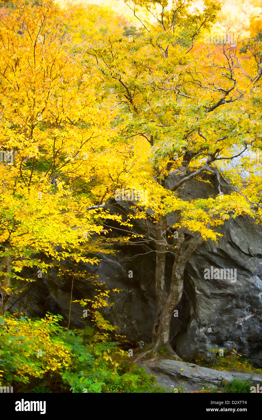 A maple tree in the fall with a large boulder, Stowe Vermont, USA Stock ...
