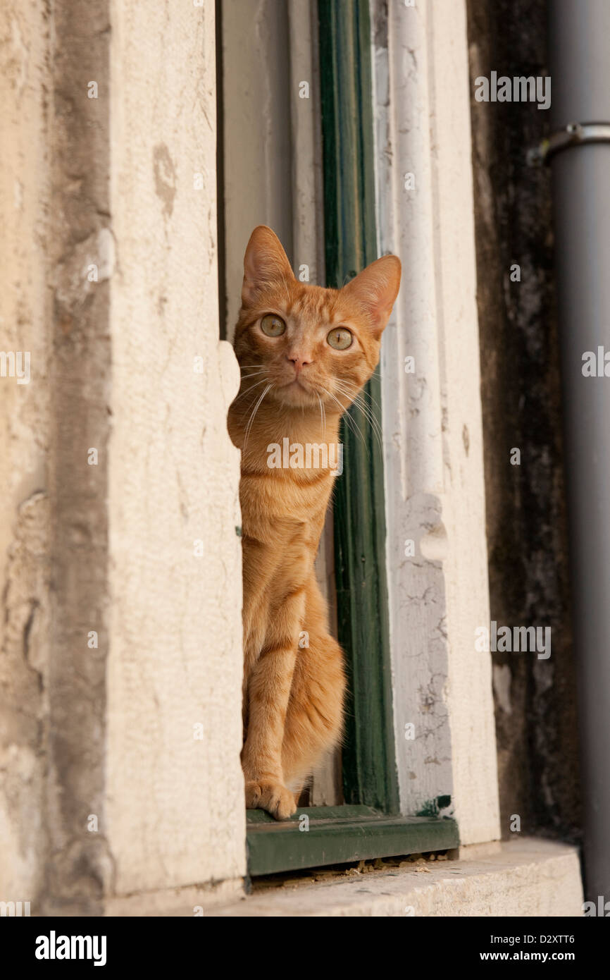 Ginger Tom Cat sat on window ledge Stock Photo - Alamy