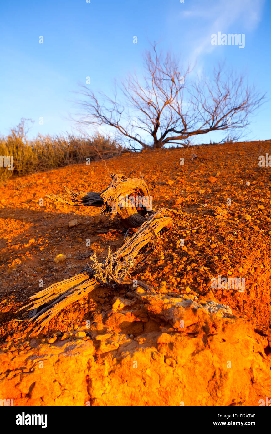 Dead Gum Tree High Resolution Stock Photography and Images - Alamy
