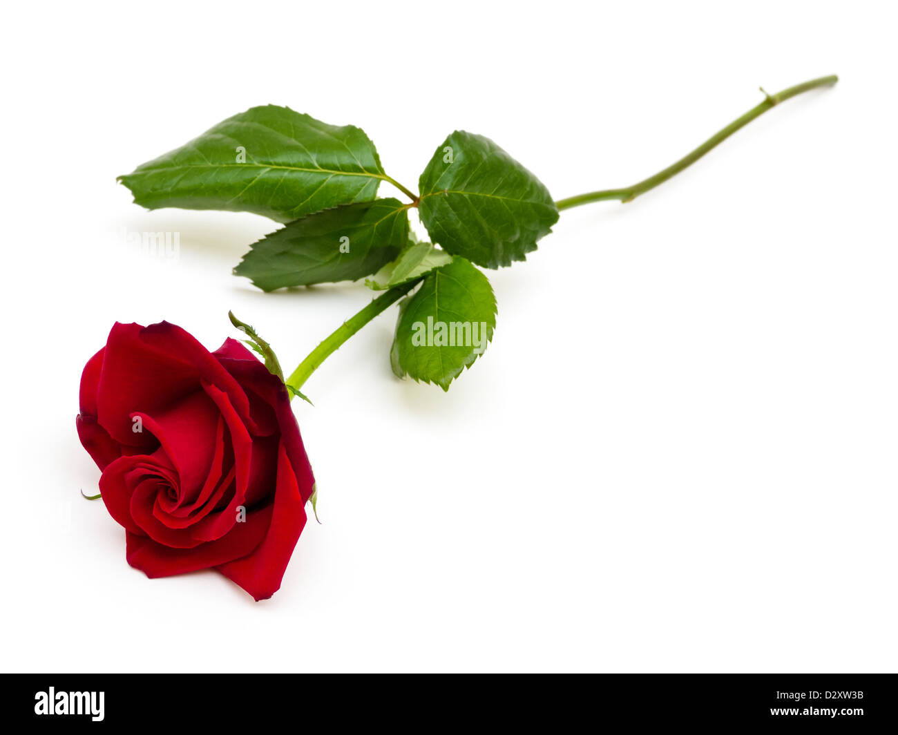 Red Rose High Resolution Stock Photography and Images - Alamy