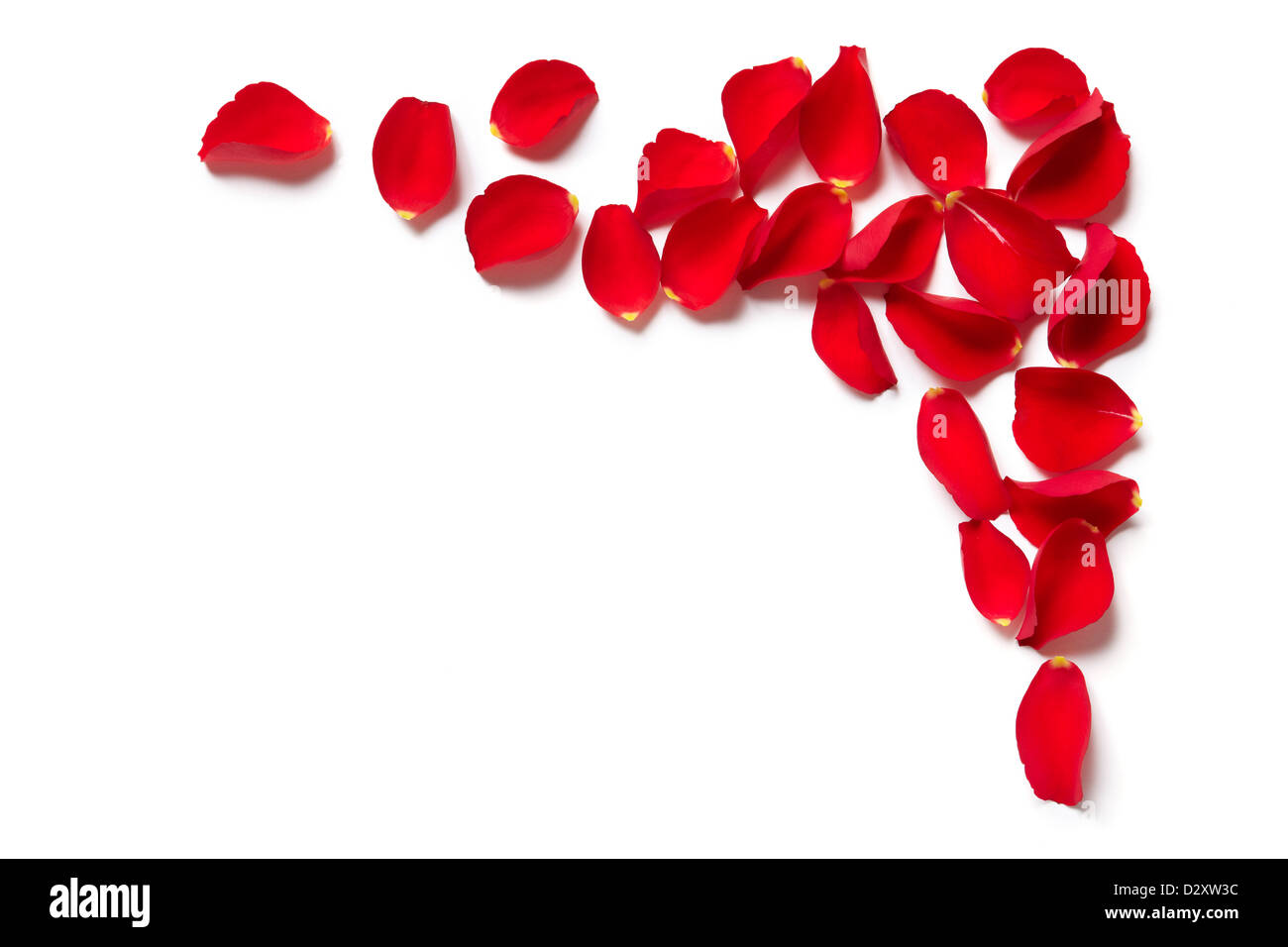 Red rose petal border on white background Stock Photo - Alamy