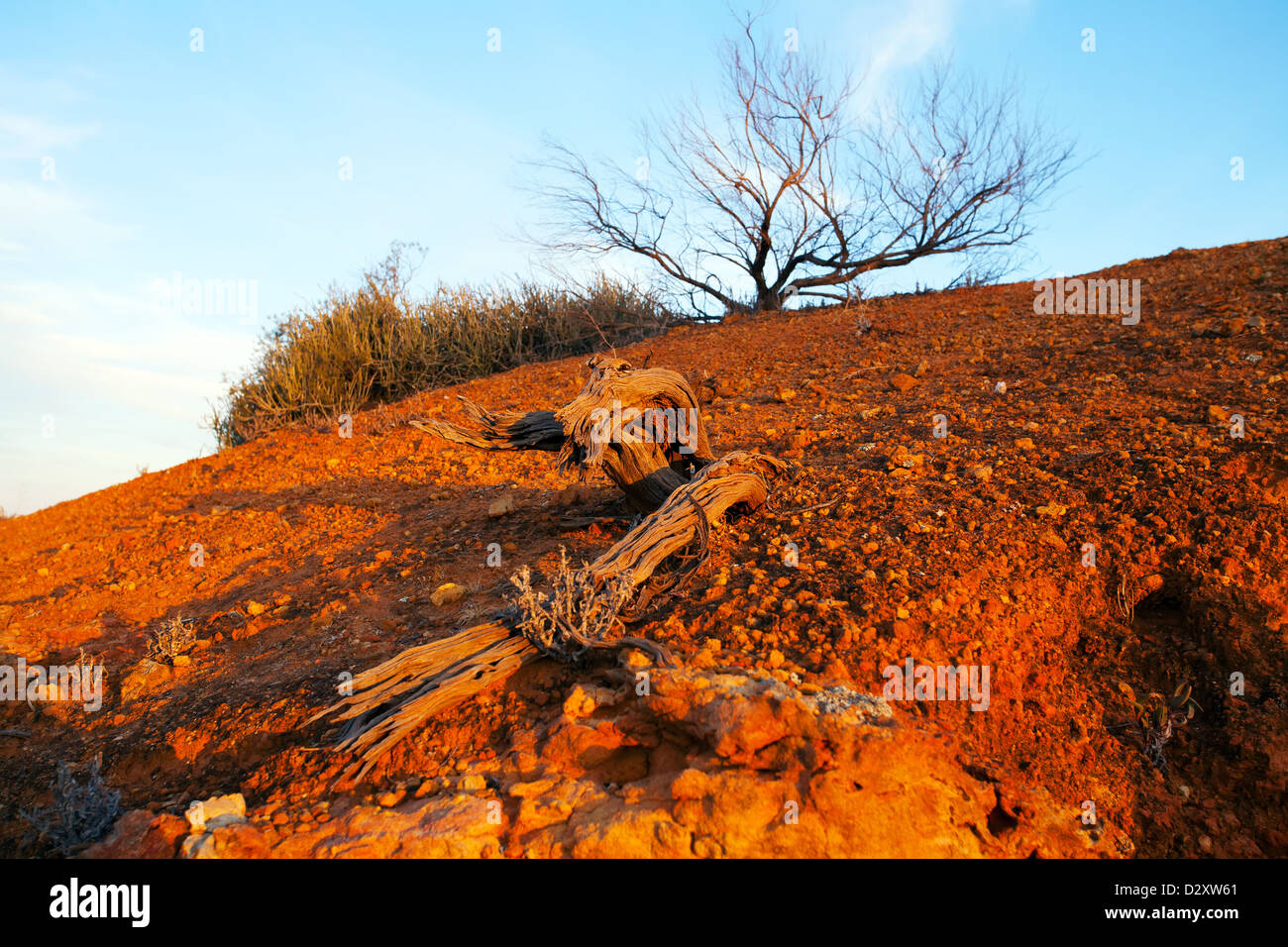 Murray River tree gum dead gums landscape landscapes Heading Cliff ...