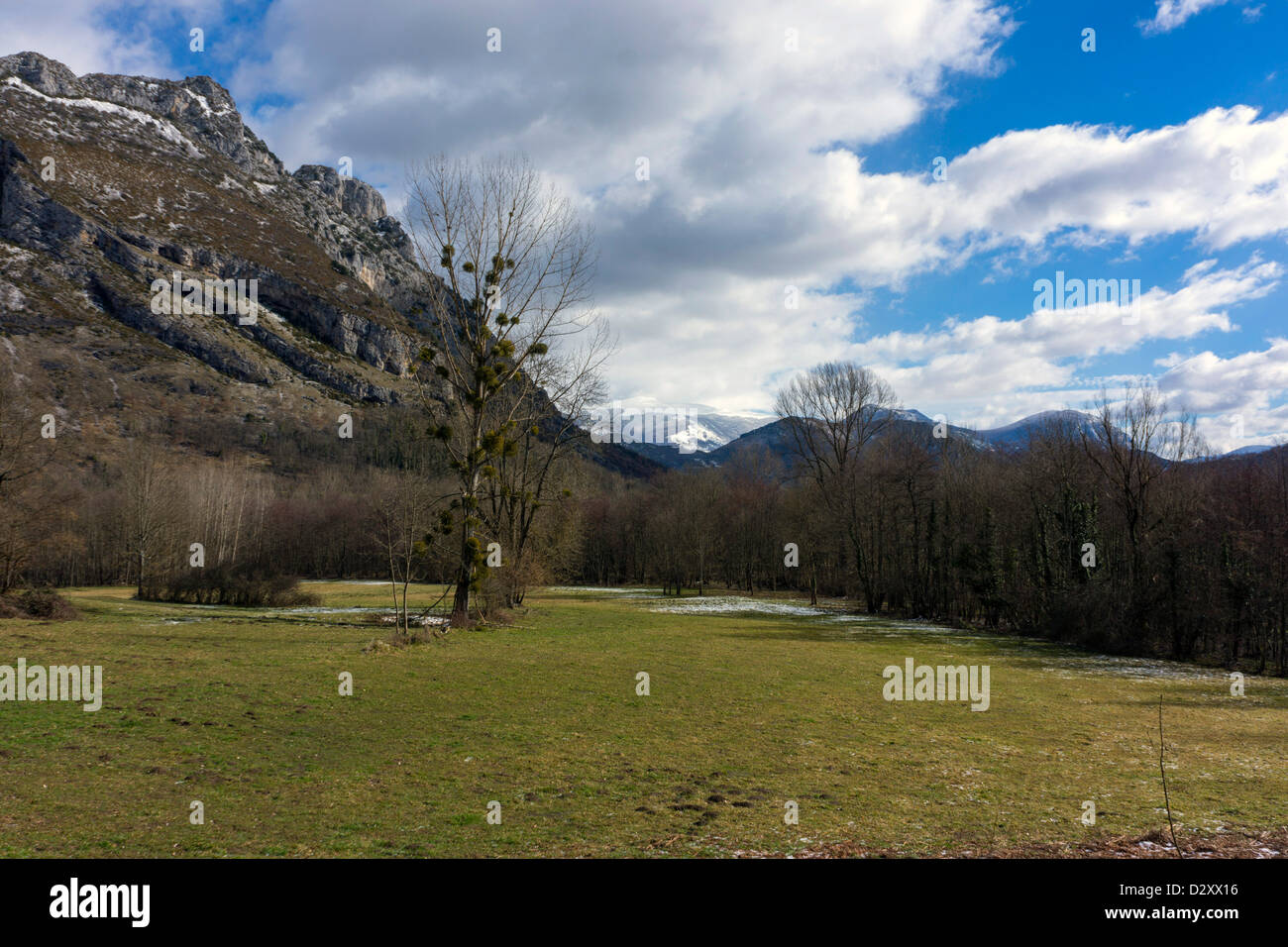 Tall tree with mistletoe clusters and mountains behind Stock Photo - Alamy