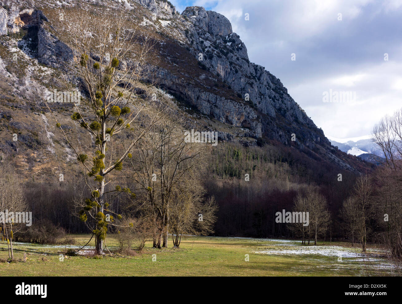 Tall tree with mistletoe clusters and mountains behind Stock Photo - Alamy