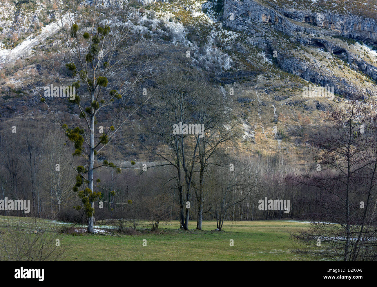 Tall tree with mistletoe clusters and mountains behind Stock Photo - Alamy