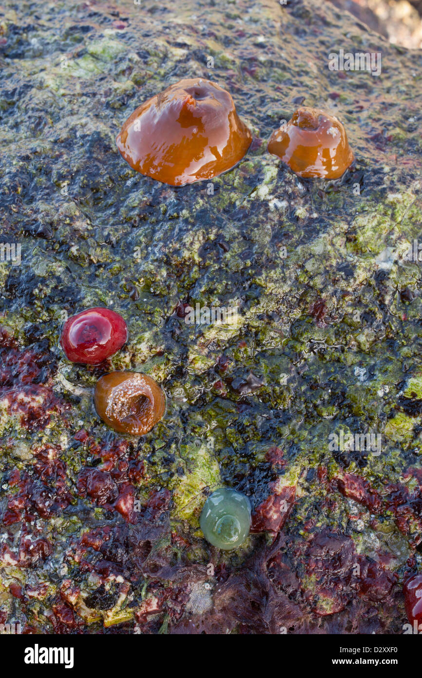 Beadlet Anemones; Actinia equina; Cornwall; UK Stock Photo - Alamy