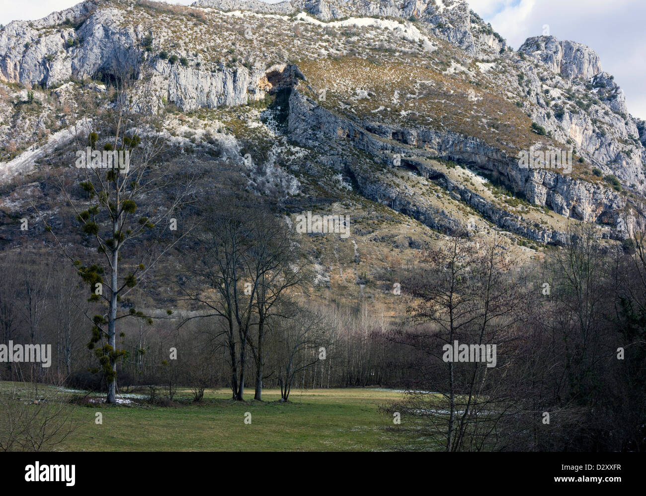 Tall tree with mistletoe clusters and mountains behind Stock Photo - Alamy