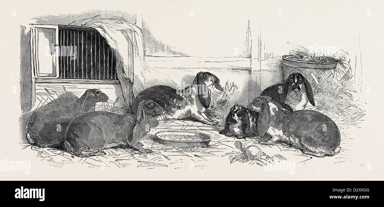 SHOW OF THE METROPOLITAN FANCY RABBIT CLUB Stock Photo - Alamy