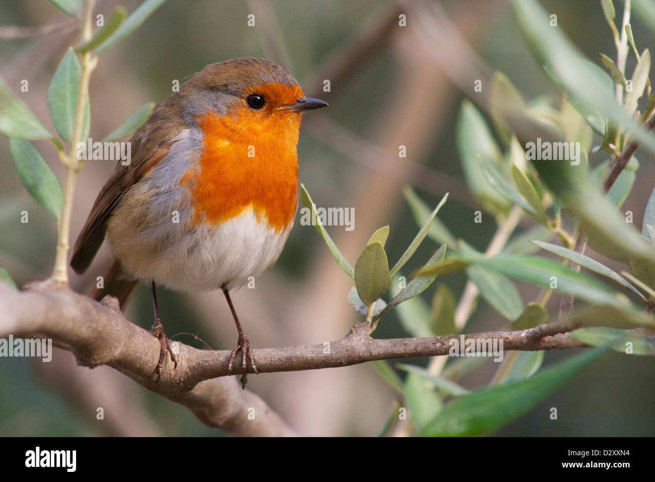 Robin feet hi-res stock photography and images - Alamy