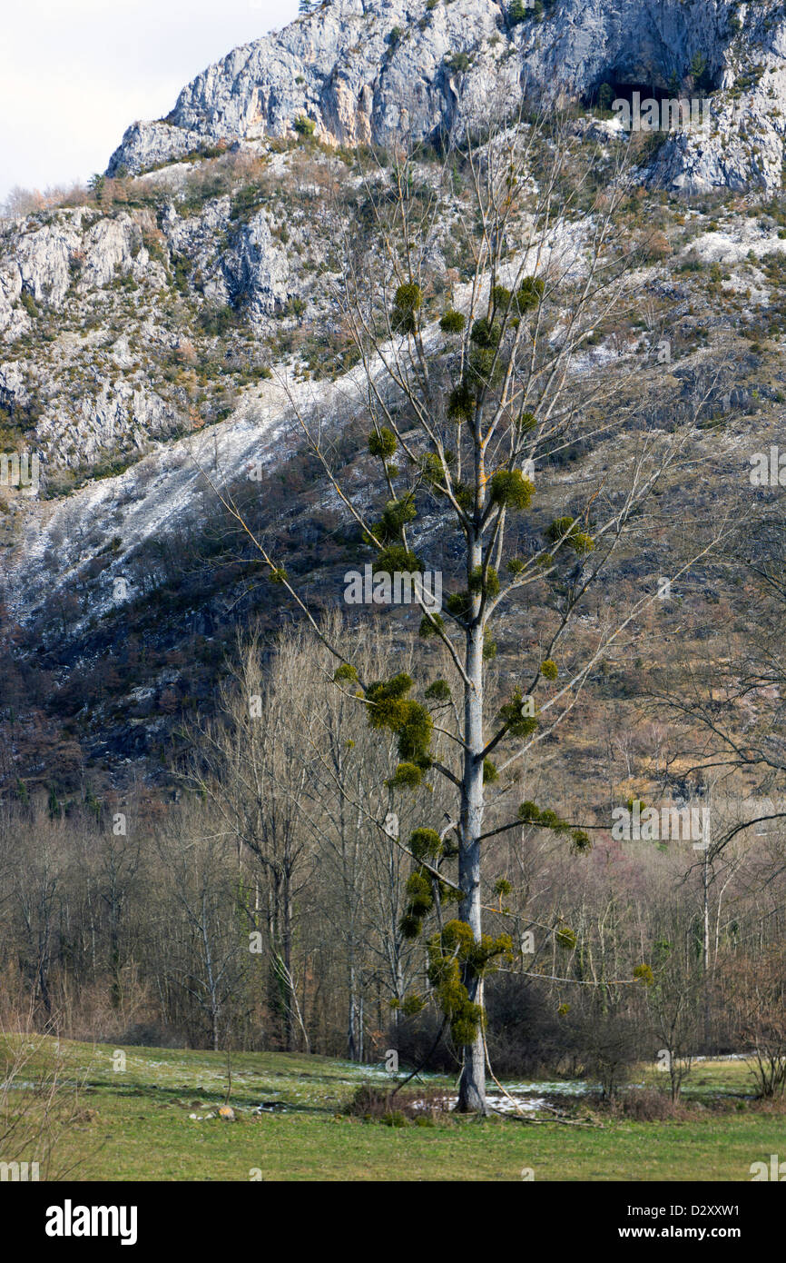 Tall tree with mistletoe clusters and mountains behind Stock Photo - Alamy