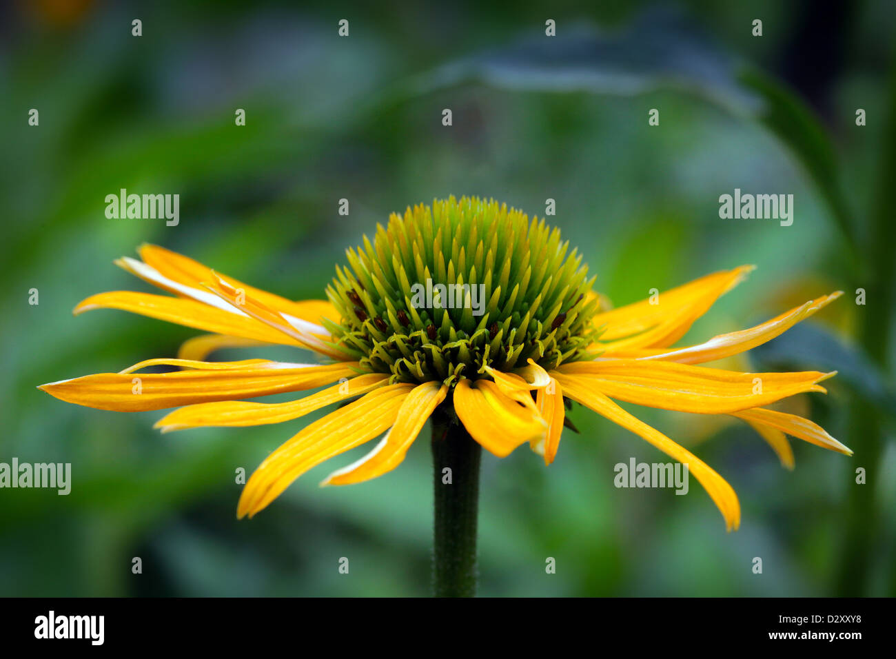 Yellow cone flower Stock Photo - Alamy