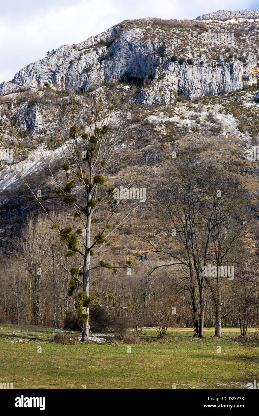 Tall tree with mistletoe clusters and mountains behind Stock Photo - Alamy