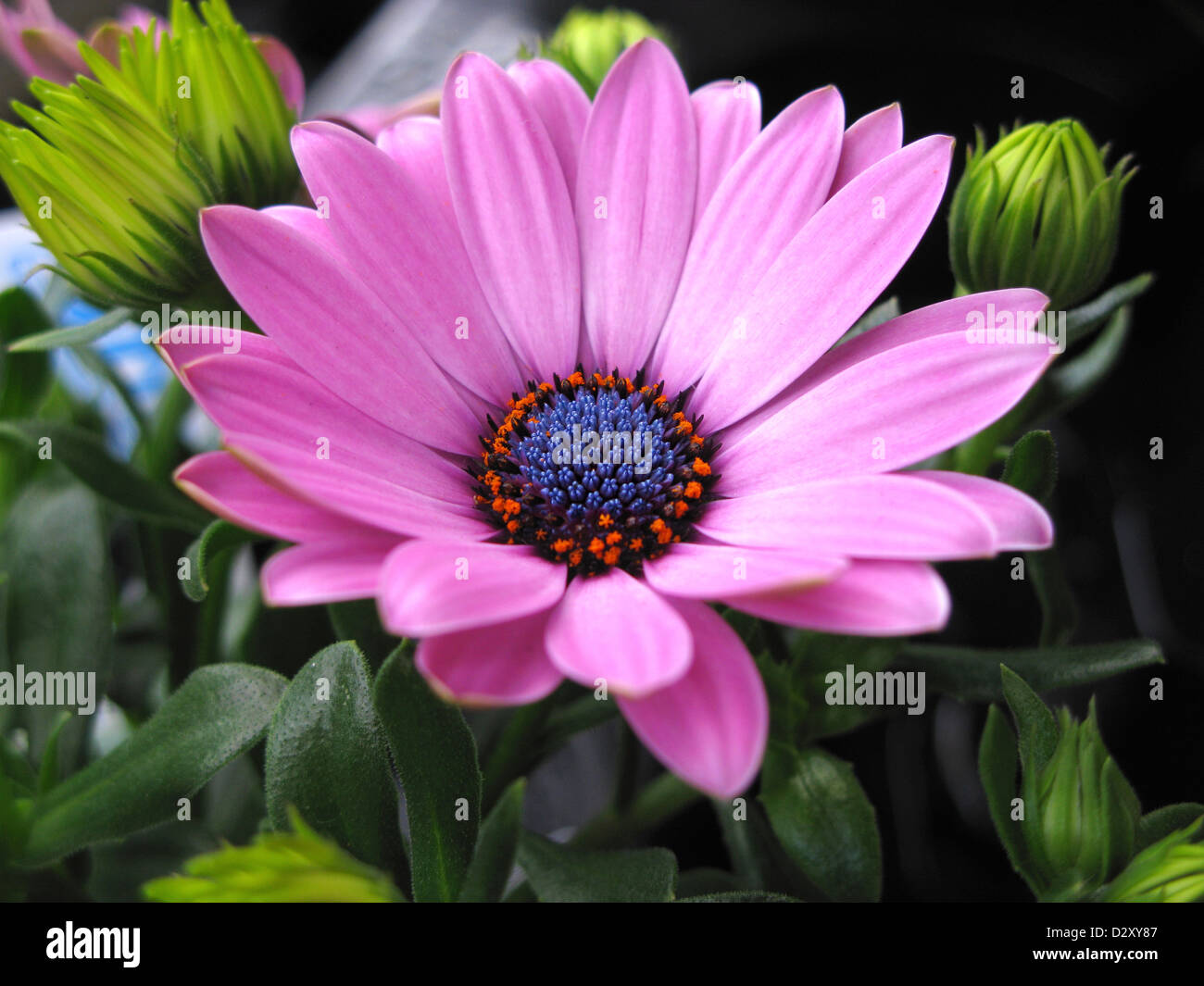 Pink African Daisy Stock Photo - Alamy