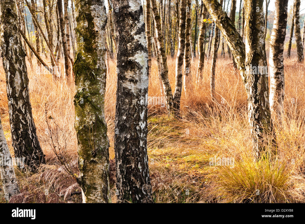 Silver birch tree trunks with distinctive bark with tall grass in ...