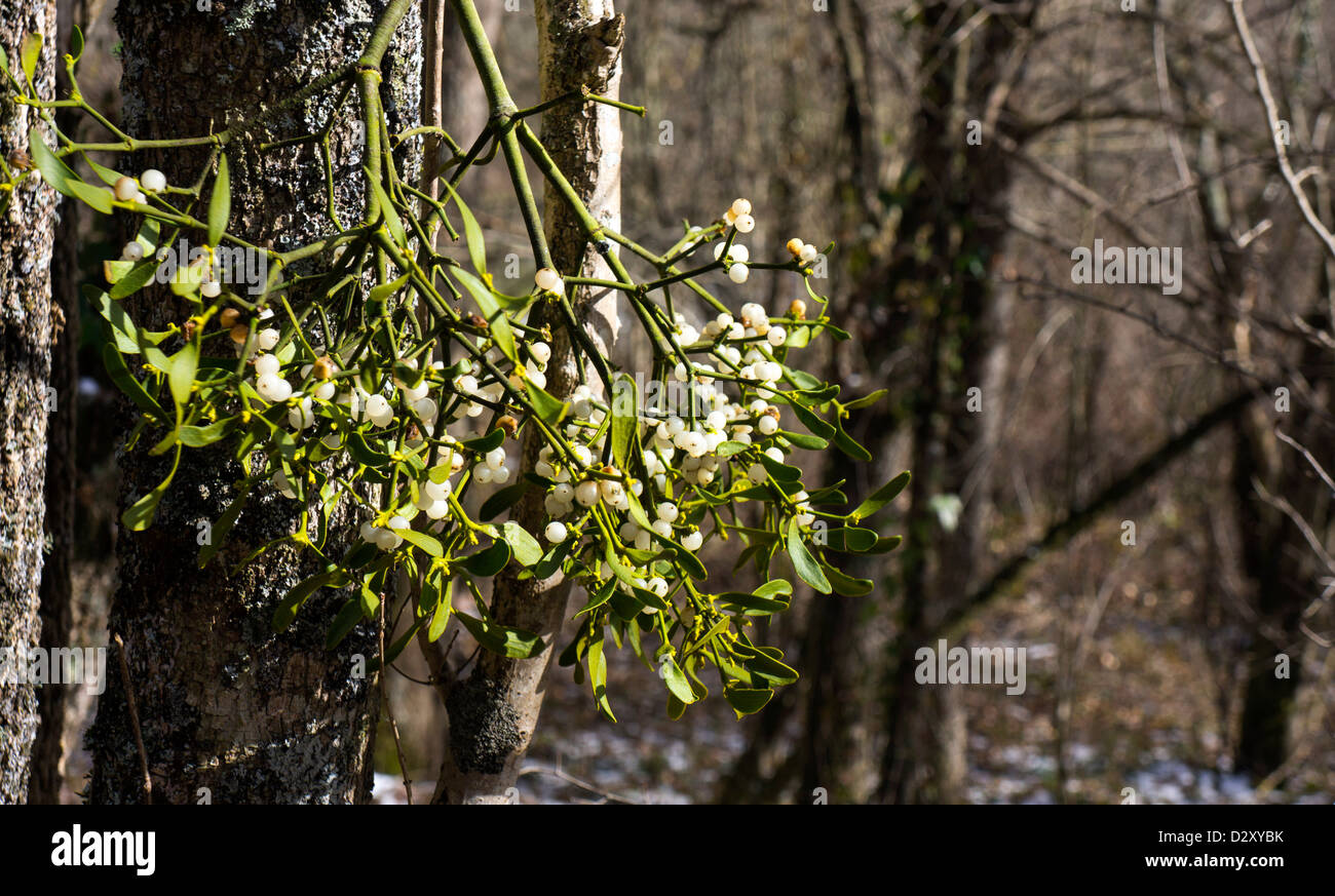 Mistletoe berries white hi-res stock photography and images - Alamy