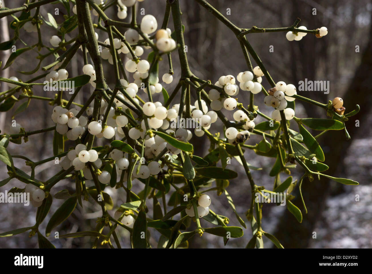 Real Mistletoe Berries