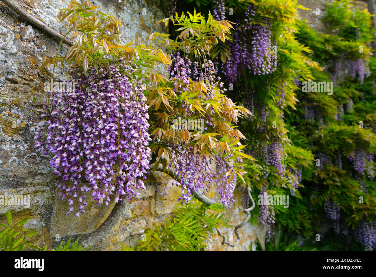 Hamstone hi-res stock photography and images - Alamy