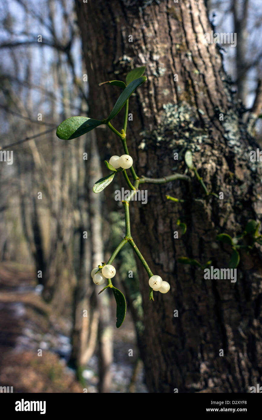Mistletoe with berries and leaves Stock Photo - Alamy