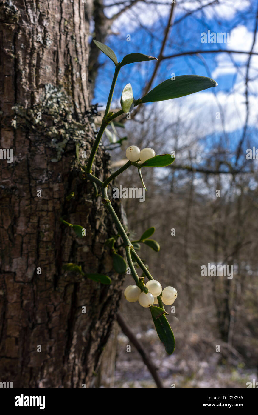 Mistletoe berries hi-res stock photography and images - Alamy