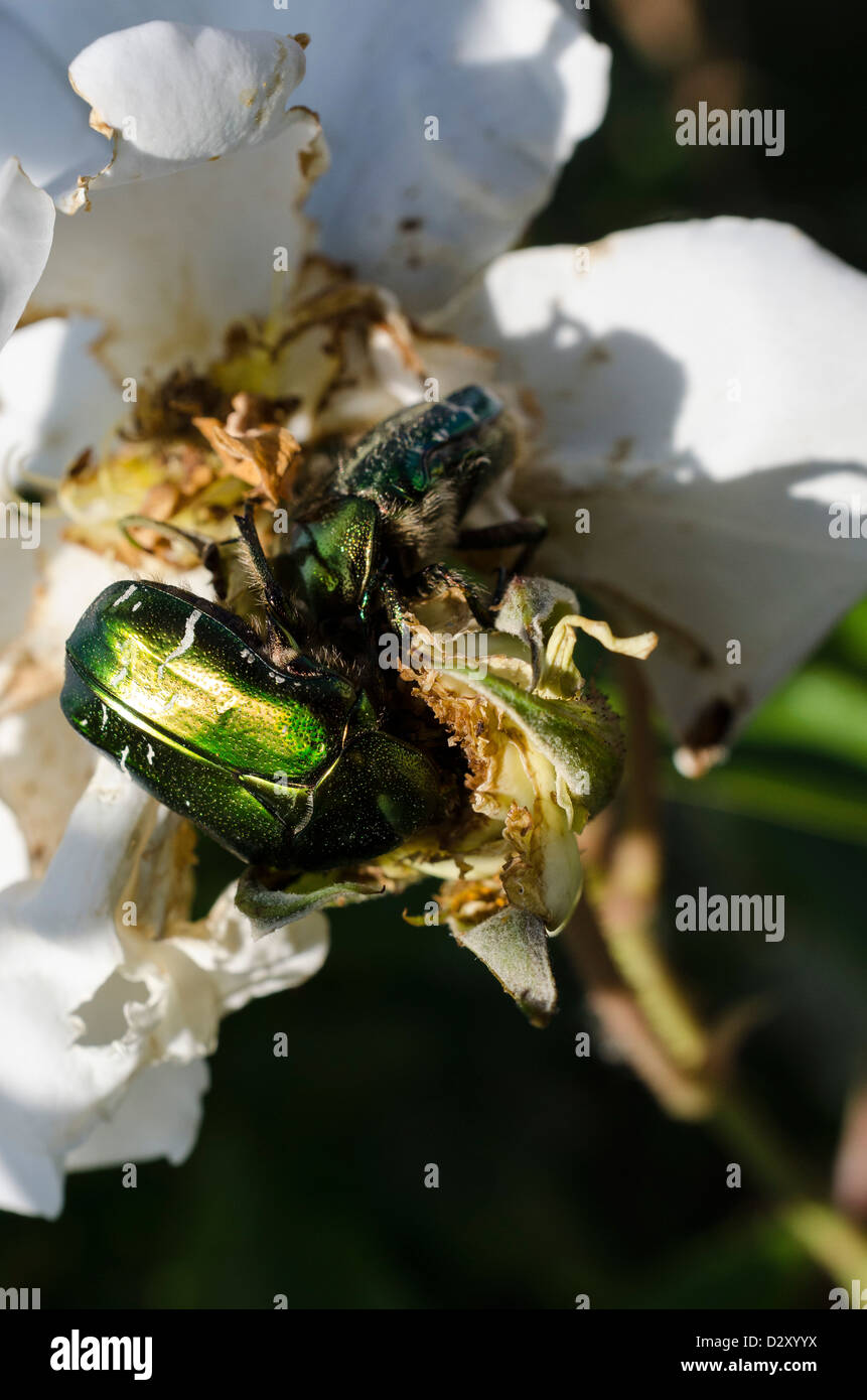 Cetonia aurata ( rose chafer) devour white rose Stock Photo - Alamy Cetonia aurata ( rose chafer) devour white rose Stock Photo - Alamy