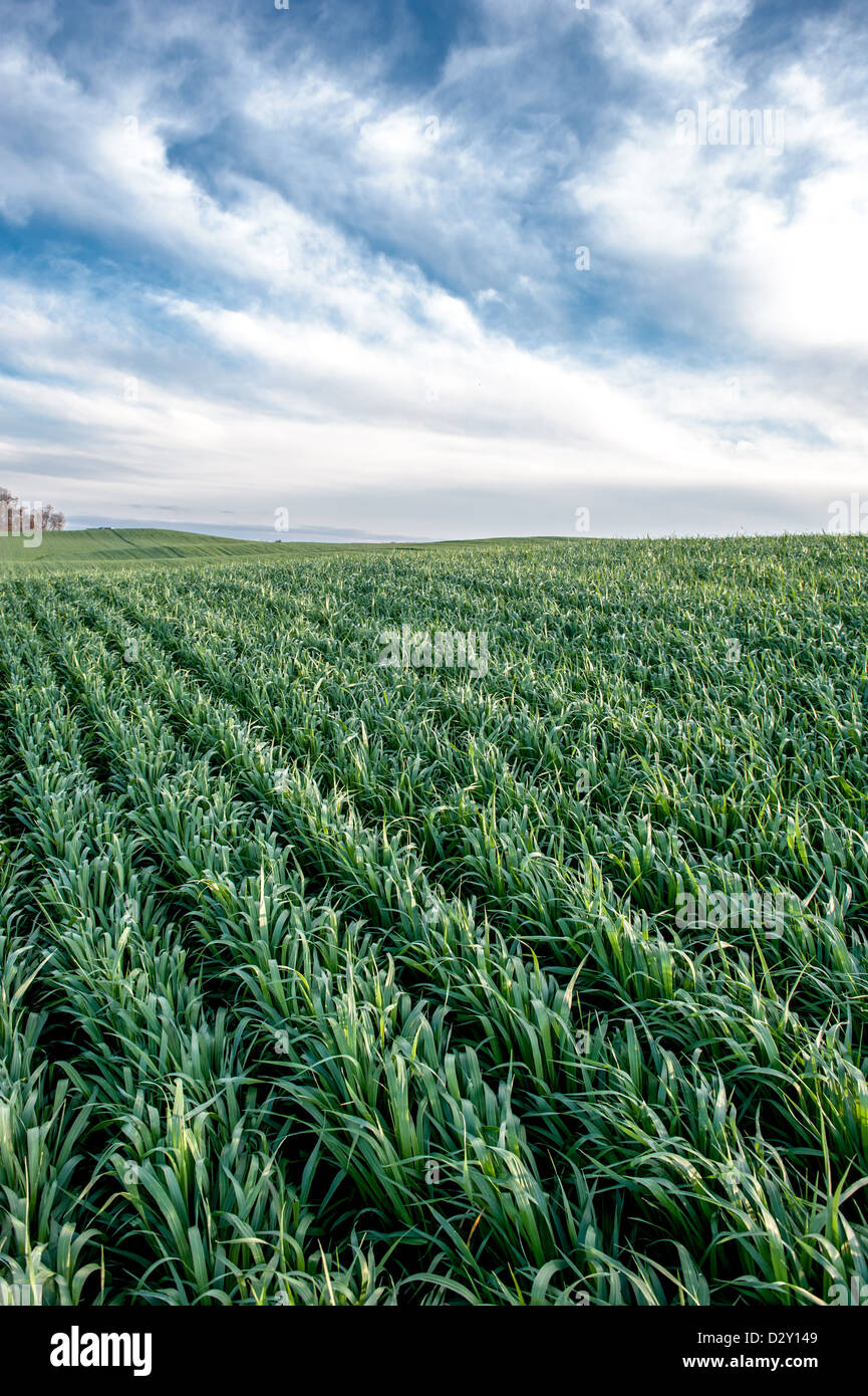 Corn field Stock Photo - Alamy