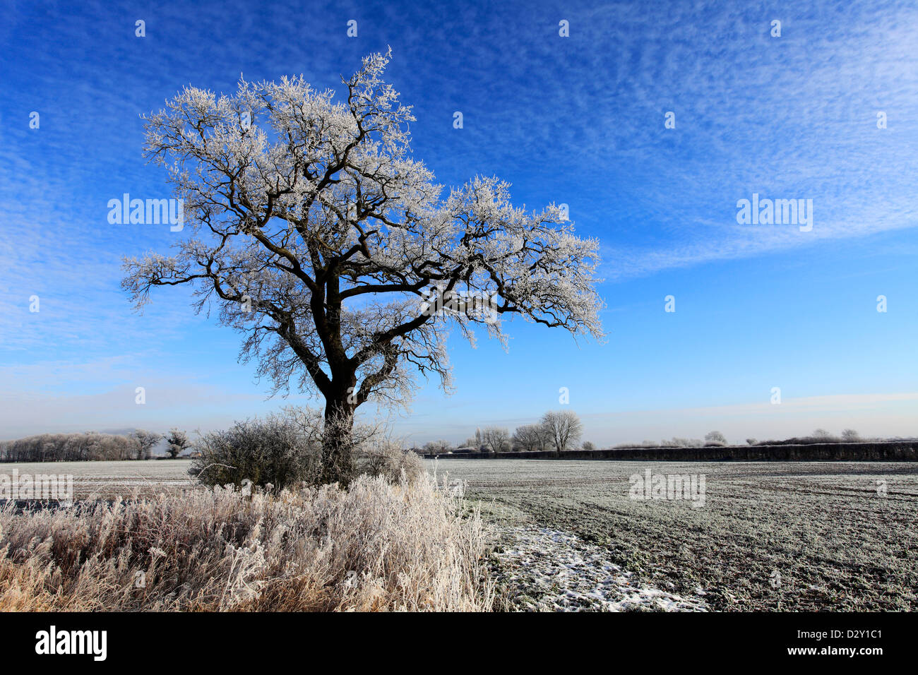 Hoare frost winter scene, Fenland fields near Ramsey town, Fenland ...