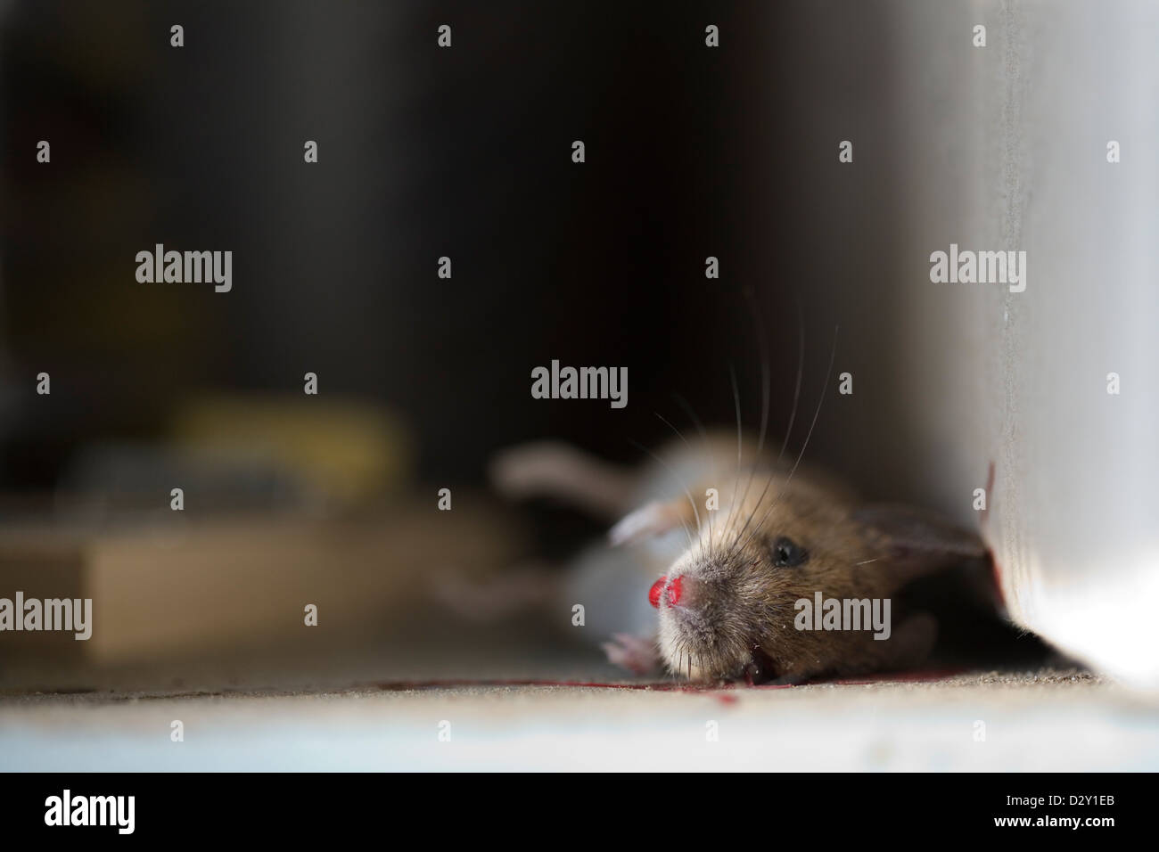 A common house mouse (Mus musculus) lying dead in a traditional wooden ...