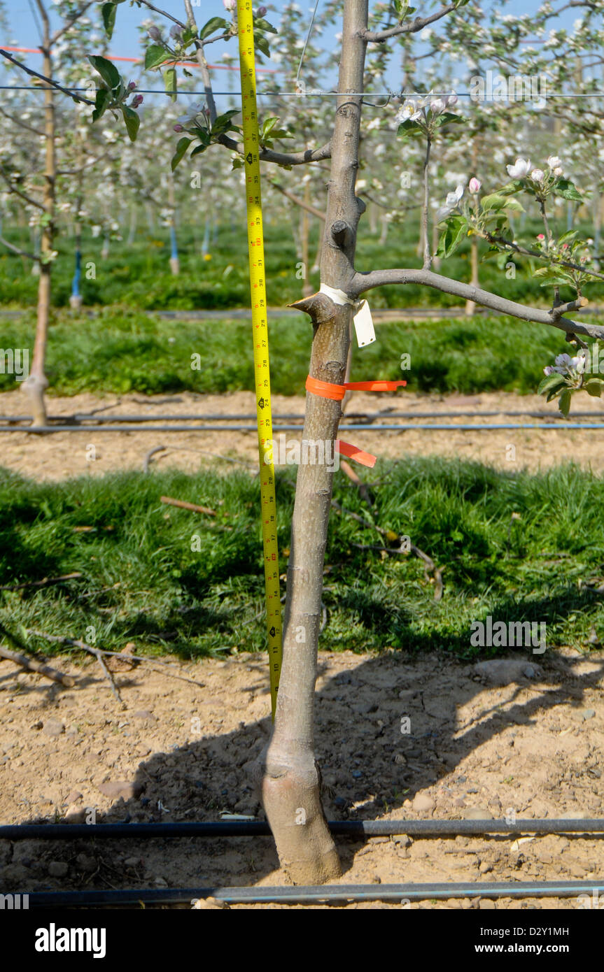 Tall spindle apple tree in spring Stock Photo - Alamy