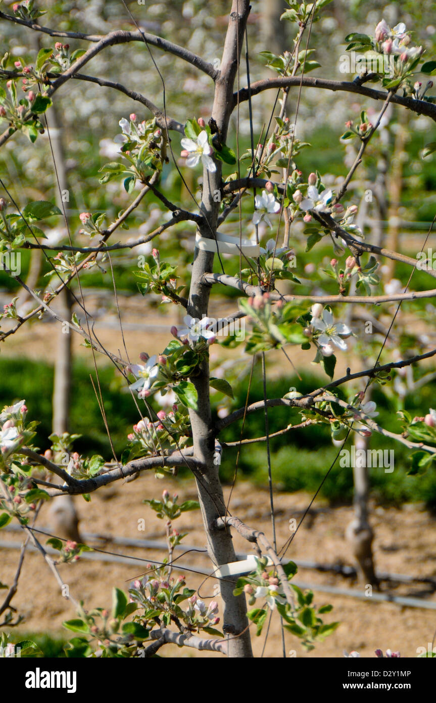 Tall Spindle apple tree flowering in spring Stock Photo - Alamy