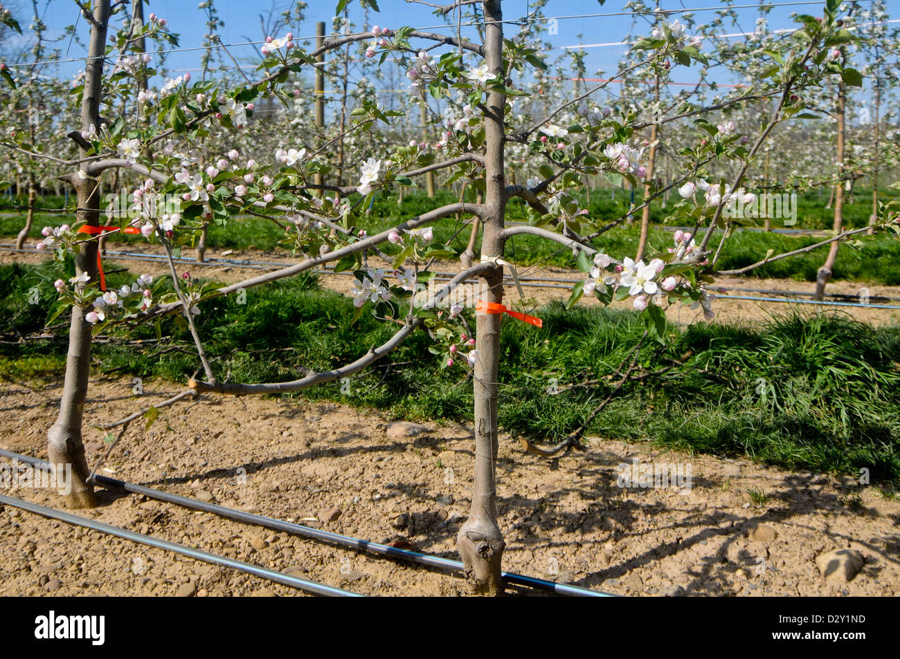 Tall spindle apple tree in hi-res stock photography and images - Alamy