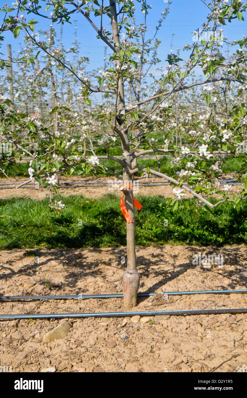 Tall Spindle apple tree flowering in sping Stock Photo - Alamy
