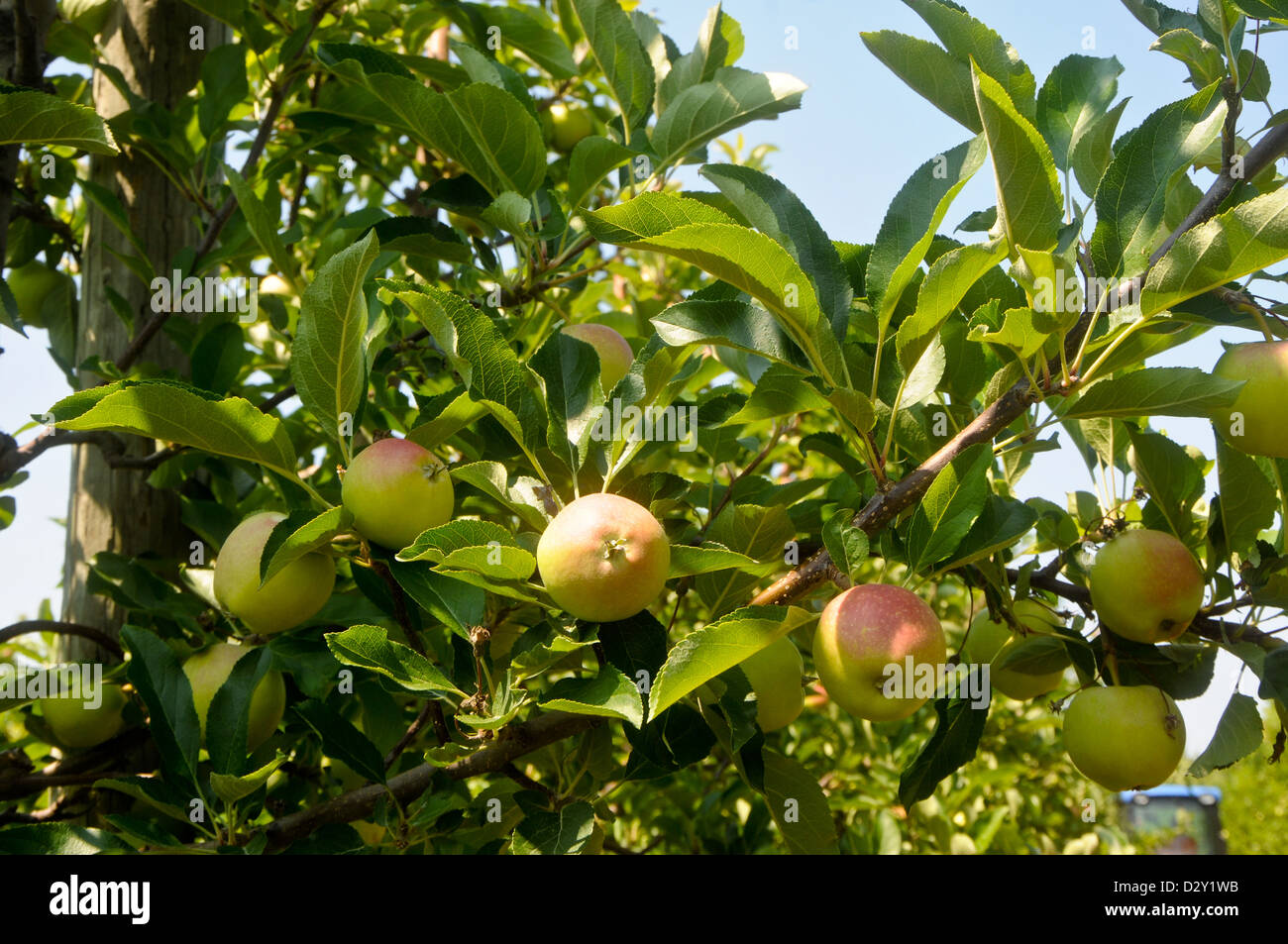 Spindle tree apple hi-res stock photography and images - Alamy