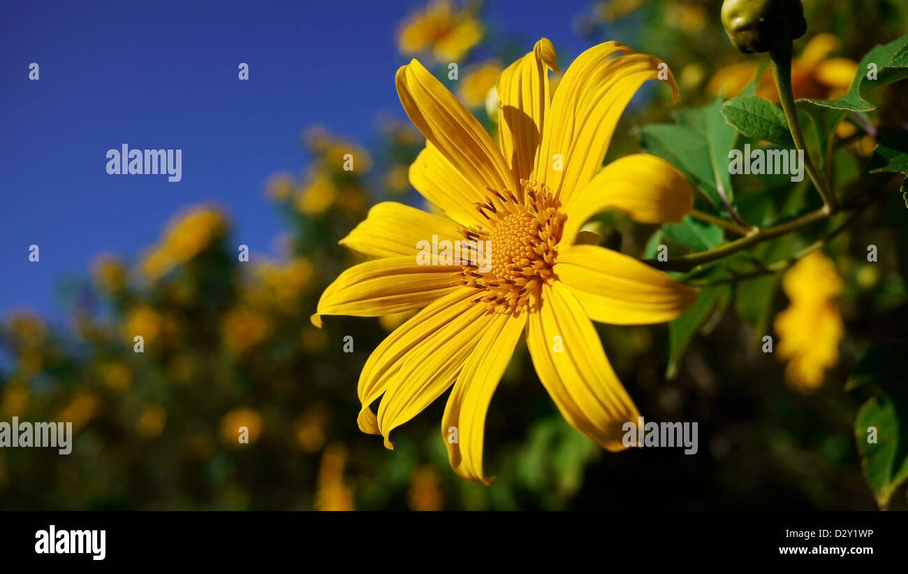 Close Up of Mexican Sunflower, Mexican Sunflower Weed Field, Mae Hong ...