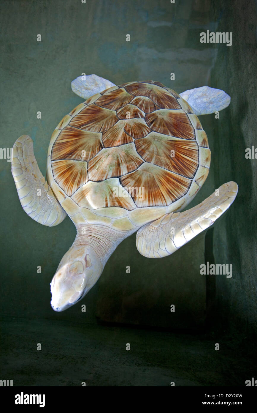 Albino Sea Turtle