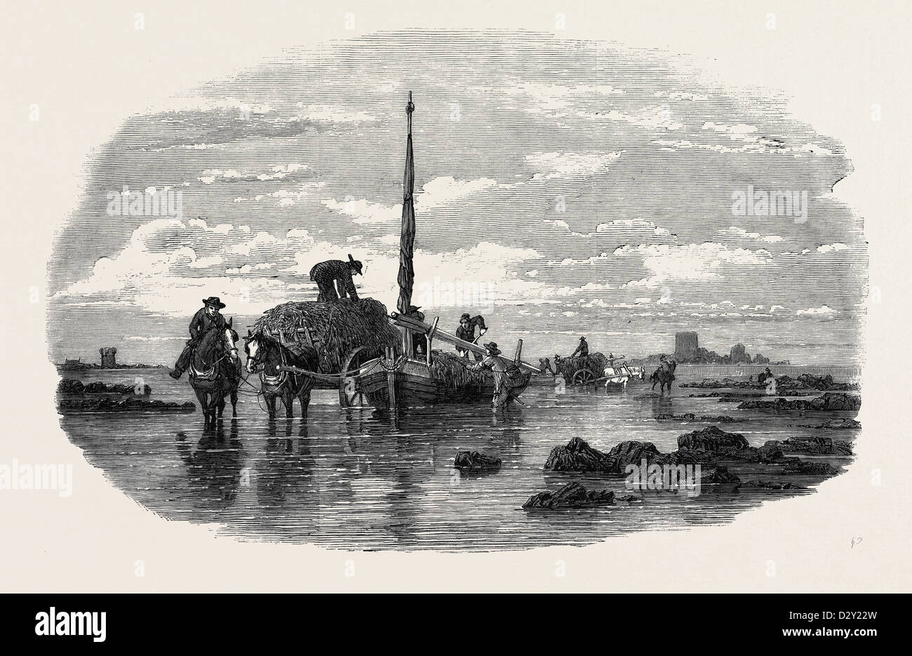 THE VRAIC OR SEAWEED HARVEST GUERNSEY: CARTING THE VRAIC Stock Photo ...