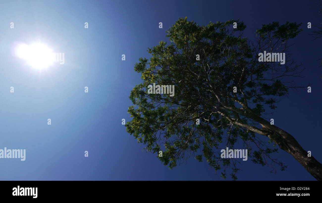 A Big Tree in a Sunshine Day Stock Photo - Alamy