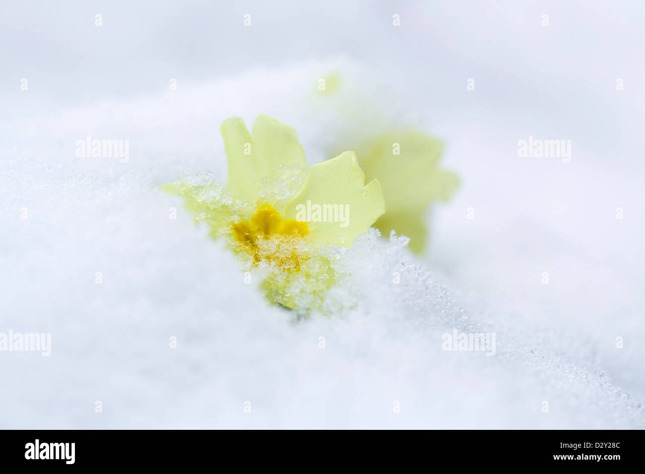 Primrose; Primula vulgaris; Snow; Winter; UK Stock Photo - Alamy