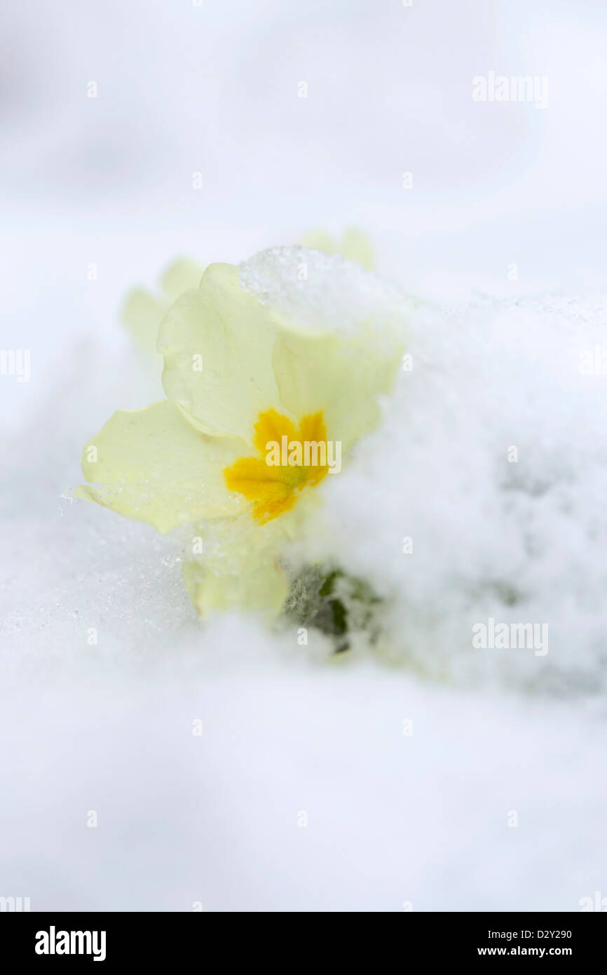 Primrose vulgaris hi-res stock photography and images - Alamy